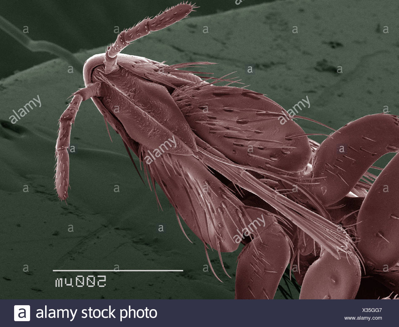 Flea Microscope Stock Photos & Flea Microscope Stock Images - Alamy