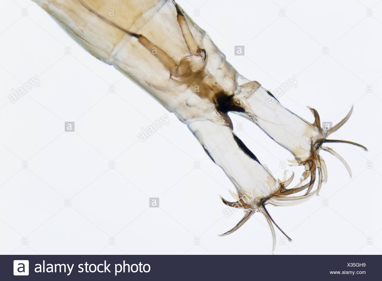 Freshwater Insect Larva High Resolution Stock Photography and Images ...
