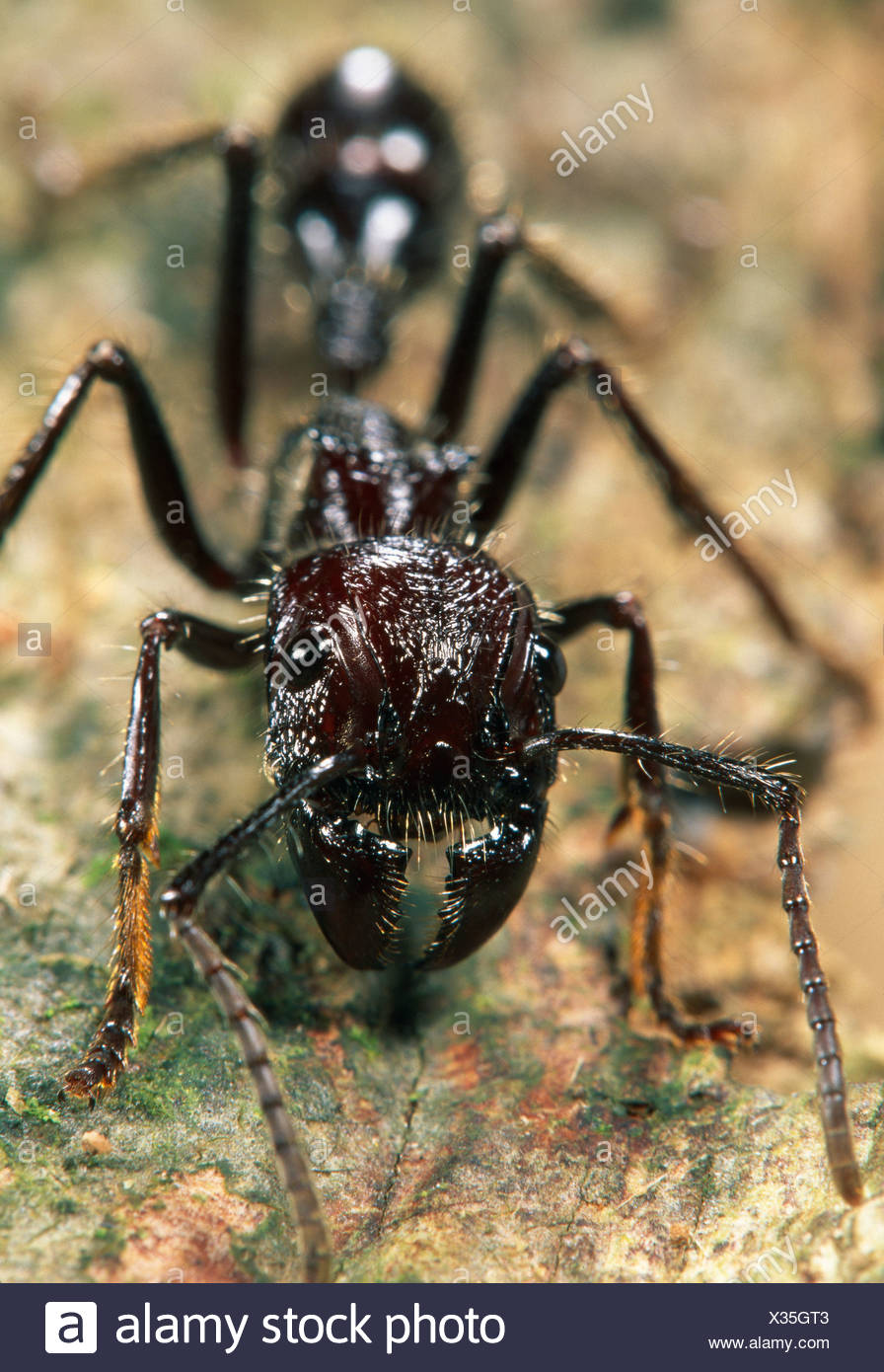 Bullet Ant High Resolution Stock Photography and Images - Alamy