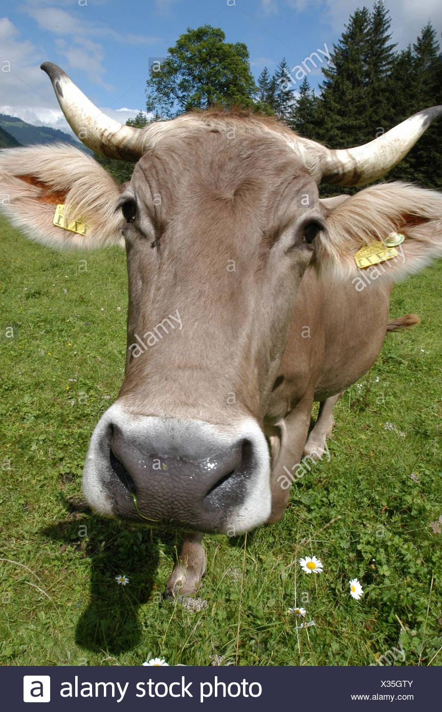 Brown Swiss Cow High Resolution Stock Photography and Images - Alamy
