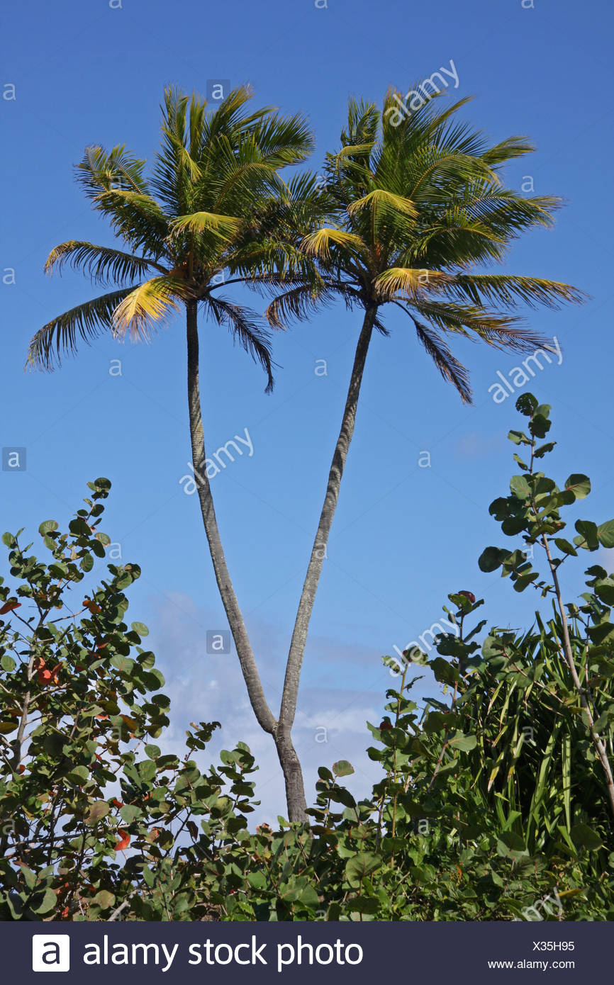 Double Coconut High Resolution Stock Photography and Images - Alamy