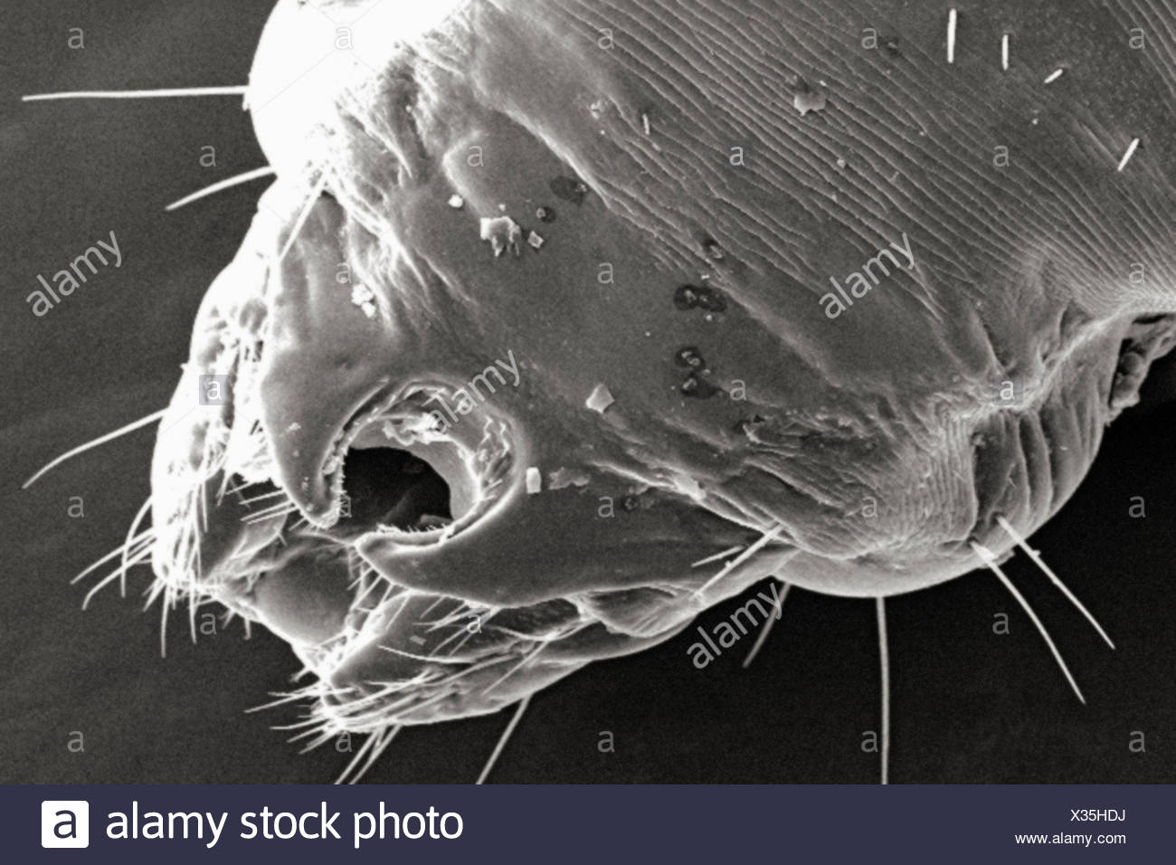 Claspers High Resolution Stock Photography and Images - Alamy