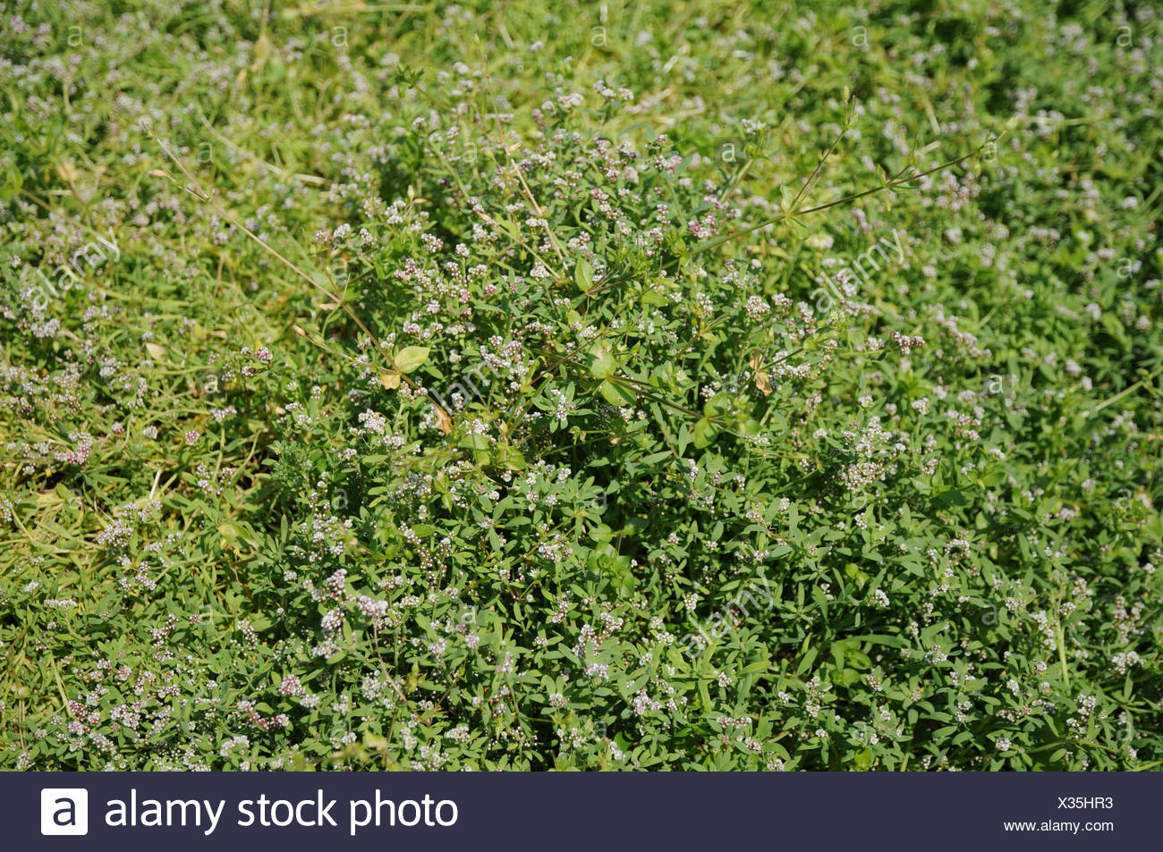 Unkraut High Resolution Stock Photography and Images - Alamy