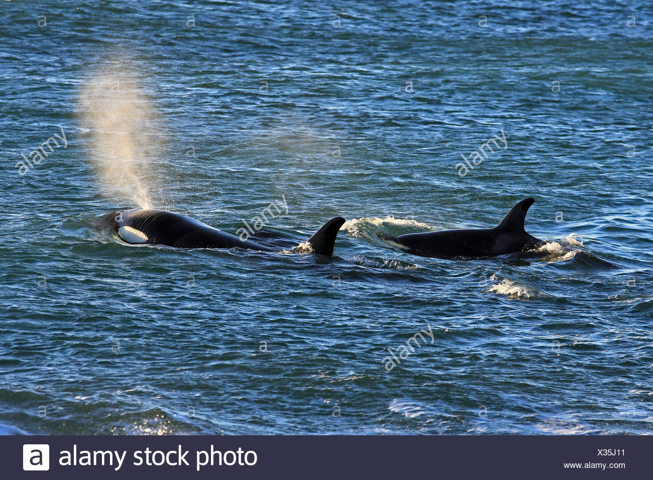 Grampuses High Resolution Stock Photography and Images - Alamy