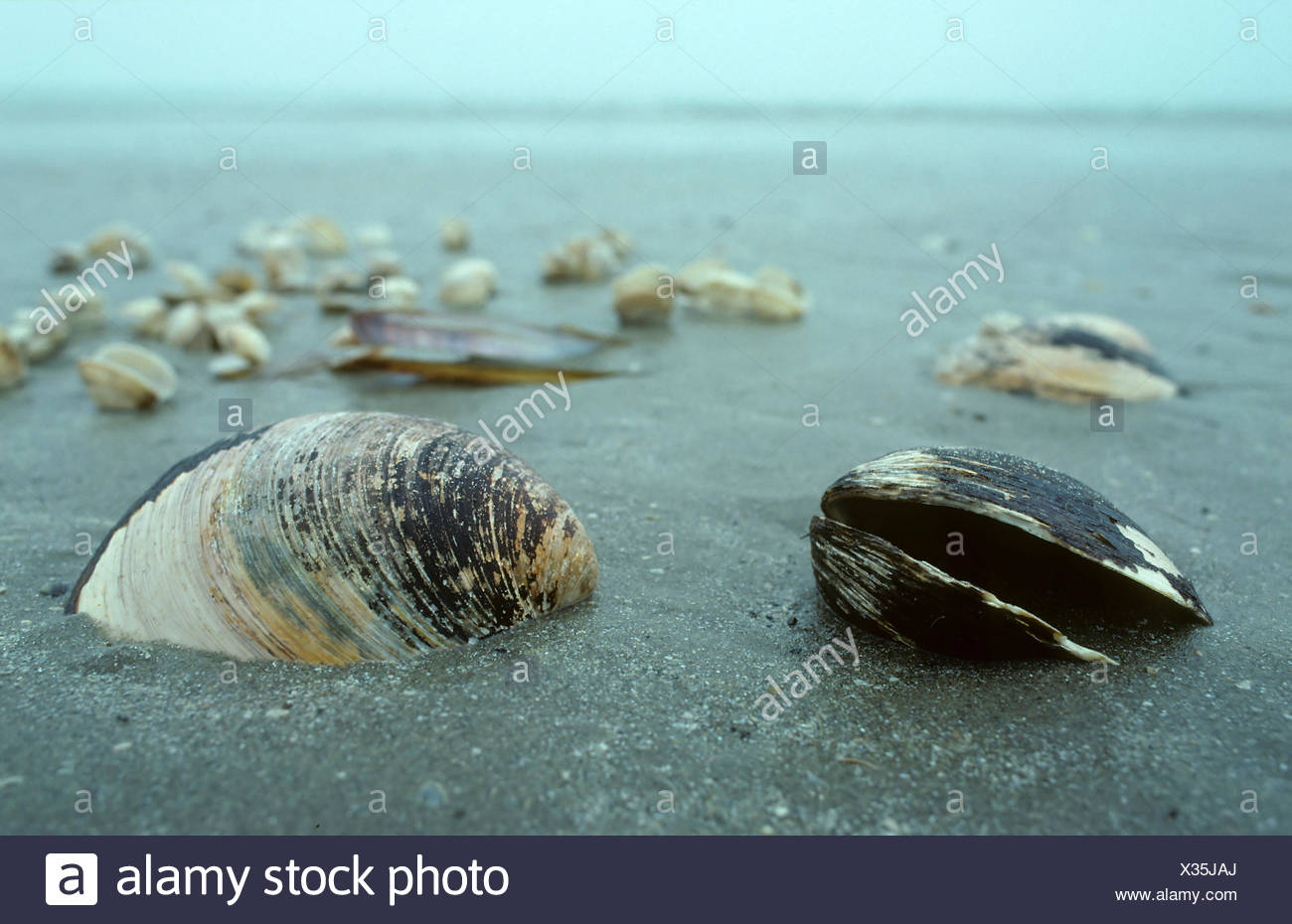 Ocean Quahog Stock Photos & Ocean Quahog Stock Images - Alamy