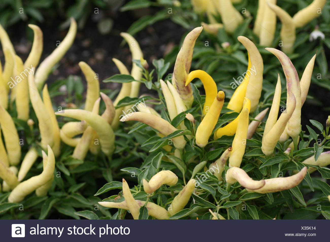 Capsicum Annuum Flower High Resolution Stock Photography and Images - Alamy