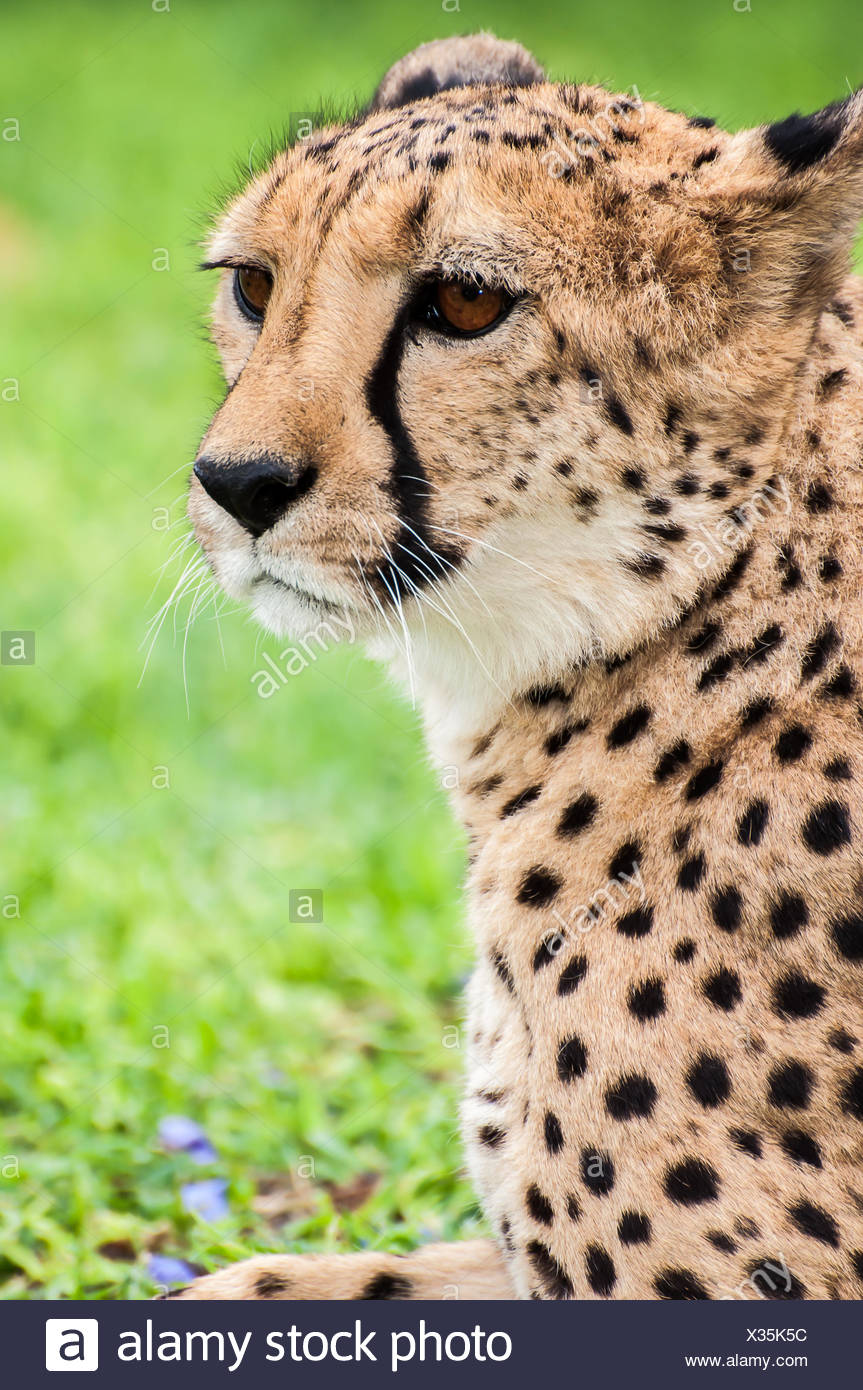 Subfamily Felinae High Resolution Stock Photography and Images - Alamy