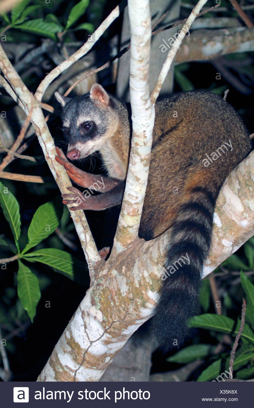 South American Raccoon High Resolution Stock Photography and Images - Alamy