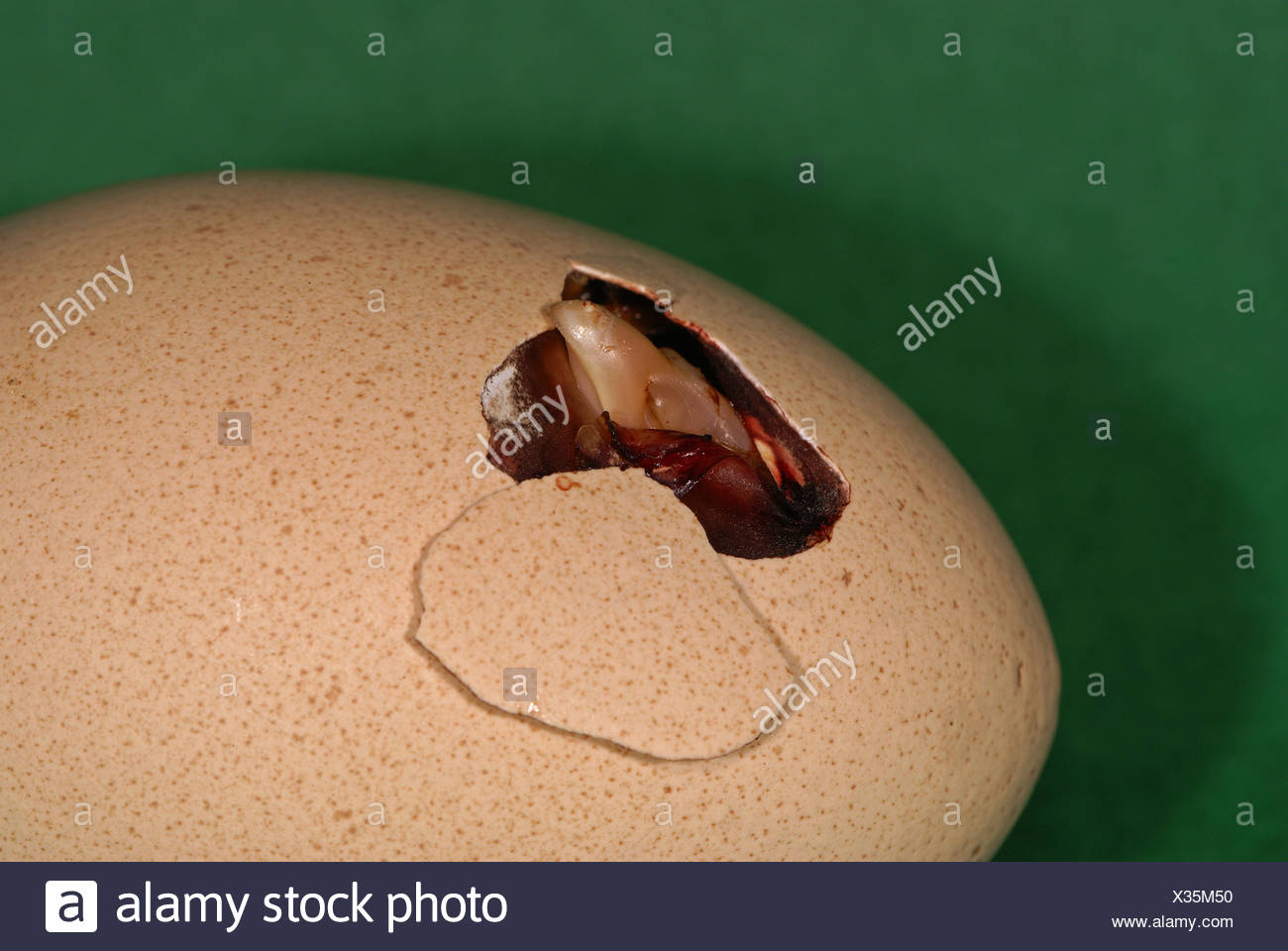 Hatching Chicken High Resolution Stock Photography and Images - Alamy