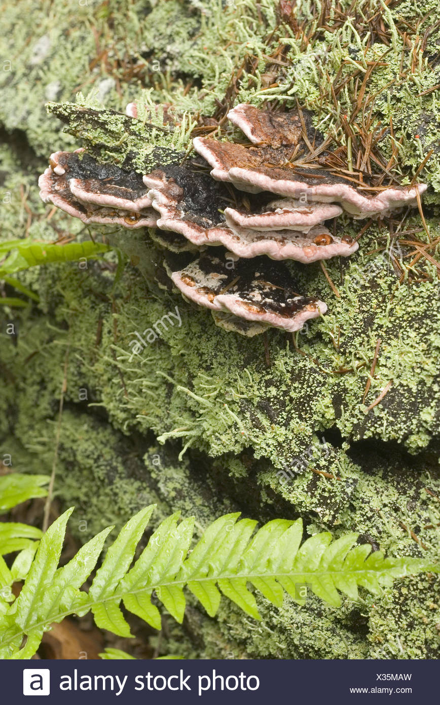 Red Belted Polypore High Resolution Stock Photography and Images - Alamy