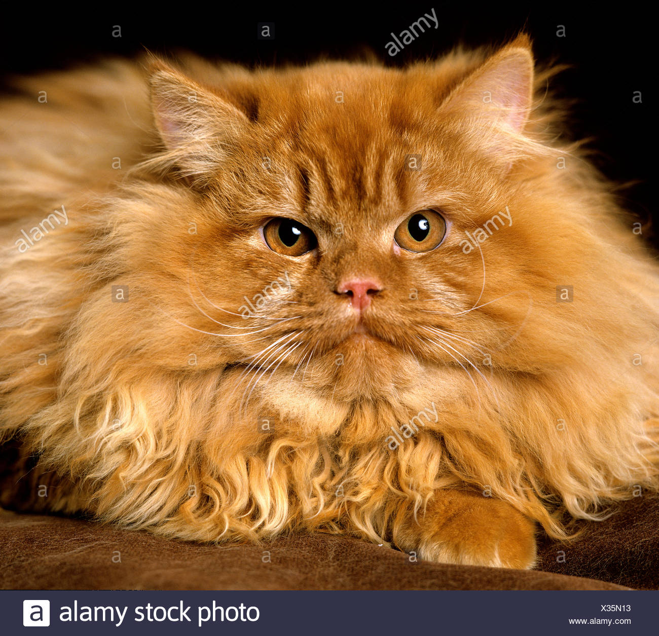 Red Persian Cat Stock Photos & Red Persian Cat Stock Images - Alamy