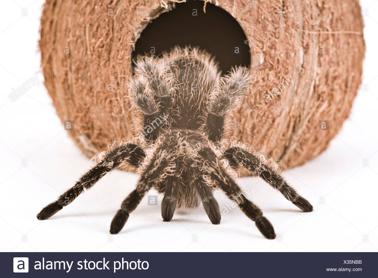 Bird Spider Theraphosidae High Resolution Stock Photography and Images ...