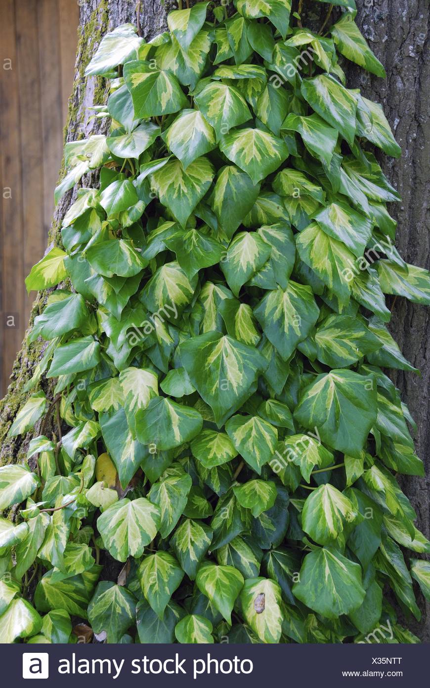 Persian Ivy Hedera Colchica Sulphur Heart High Resolution Stock ...