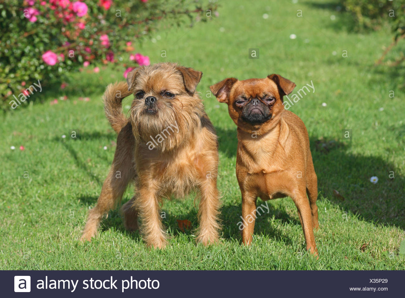 Brabancon High Resolution Stock Photography and Images - Alamy