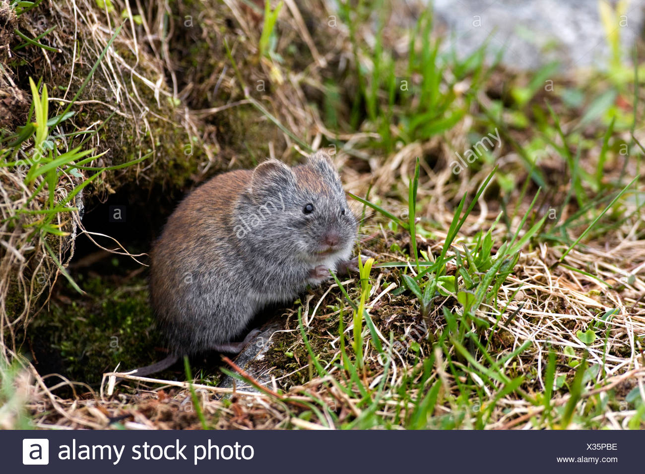 Red Backed Voles High Resolution Stock Photography and Images - Alamy