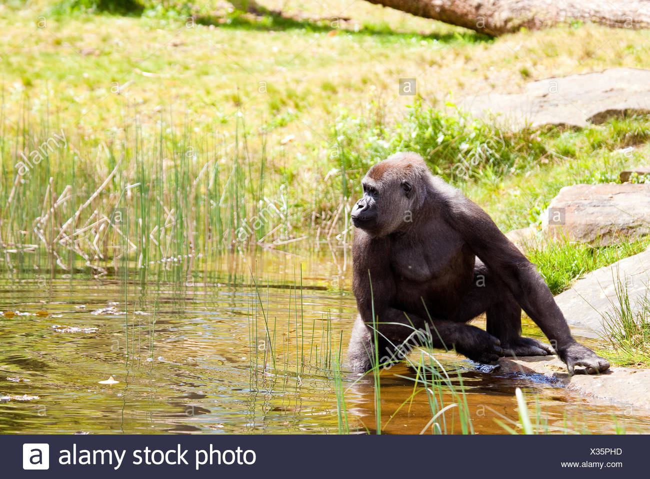 Female Gorilla Stock Photos & Female Gorilla Stock Images - Alamy