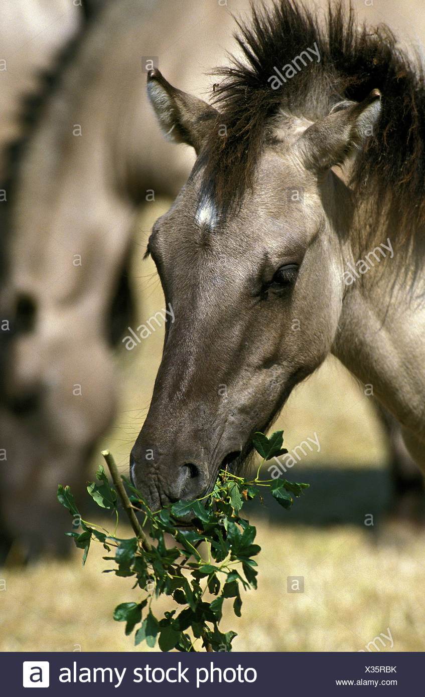 Tarpan Horse High Resolution Stock Photography and Images - Alamy