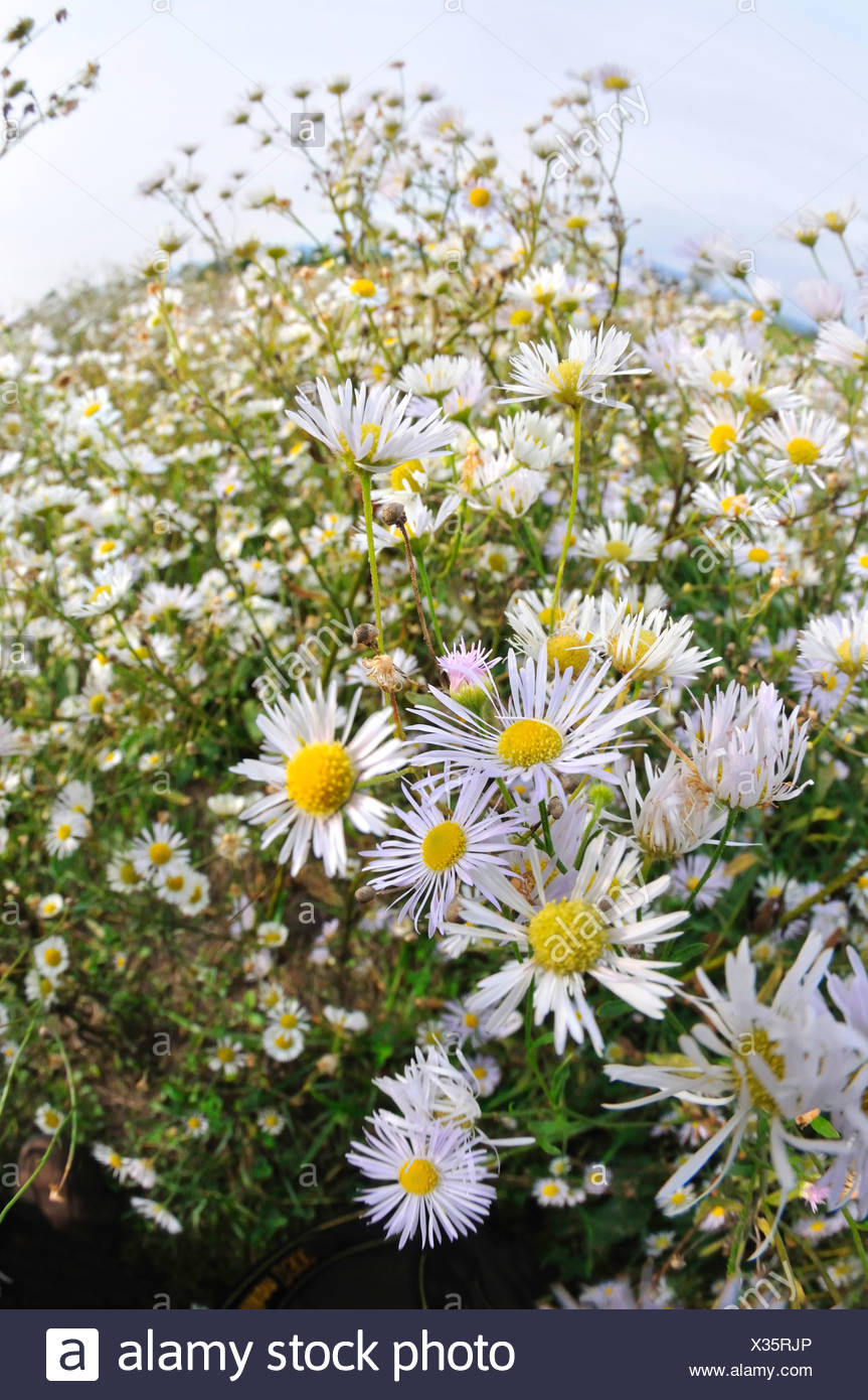 Scentless Chamomile High Resolution Stock Photography and Images - Alamy