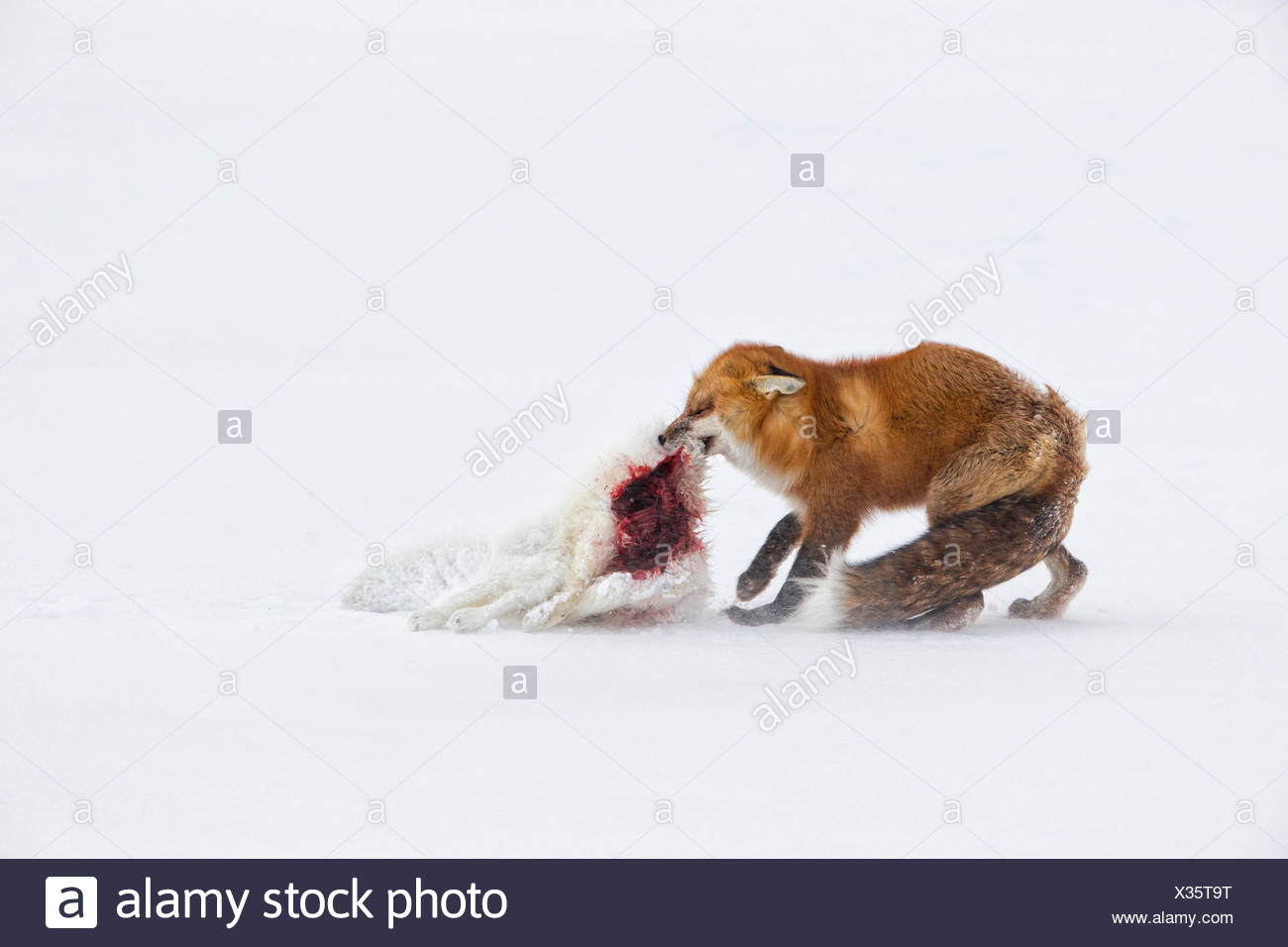 Vulpes Alopex High Resolution Stock Photography and Images - Alamy