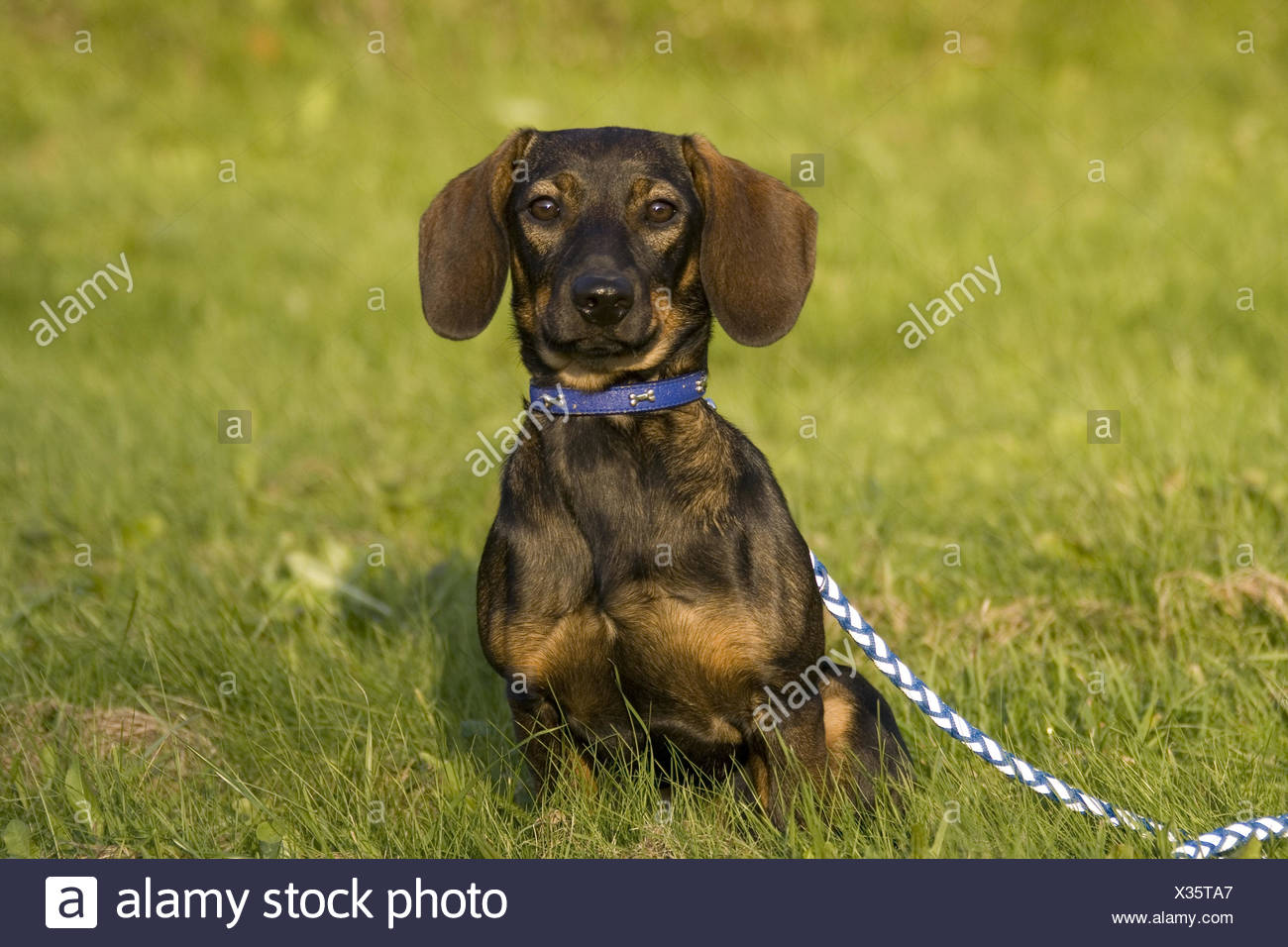 Dackel High Resolution Stock Photography and Images - Alamy