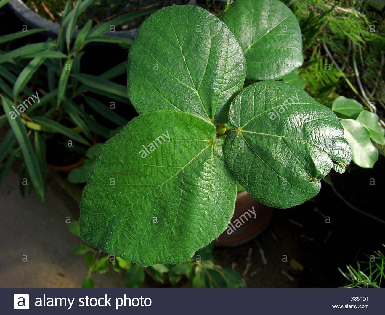 Mulberry Fig High Resolution Stock Photography and Images - Alamy