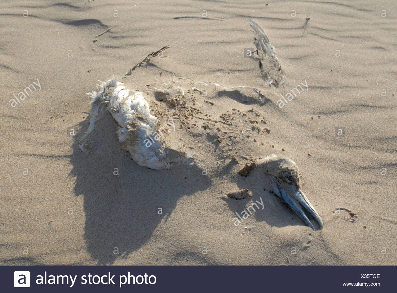 Dead Seagull High Resolution Stock Photography and Images - Alamy