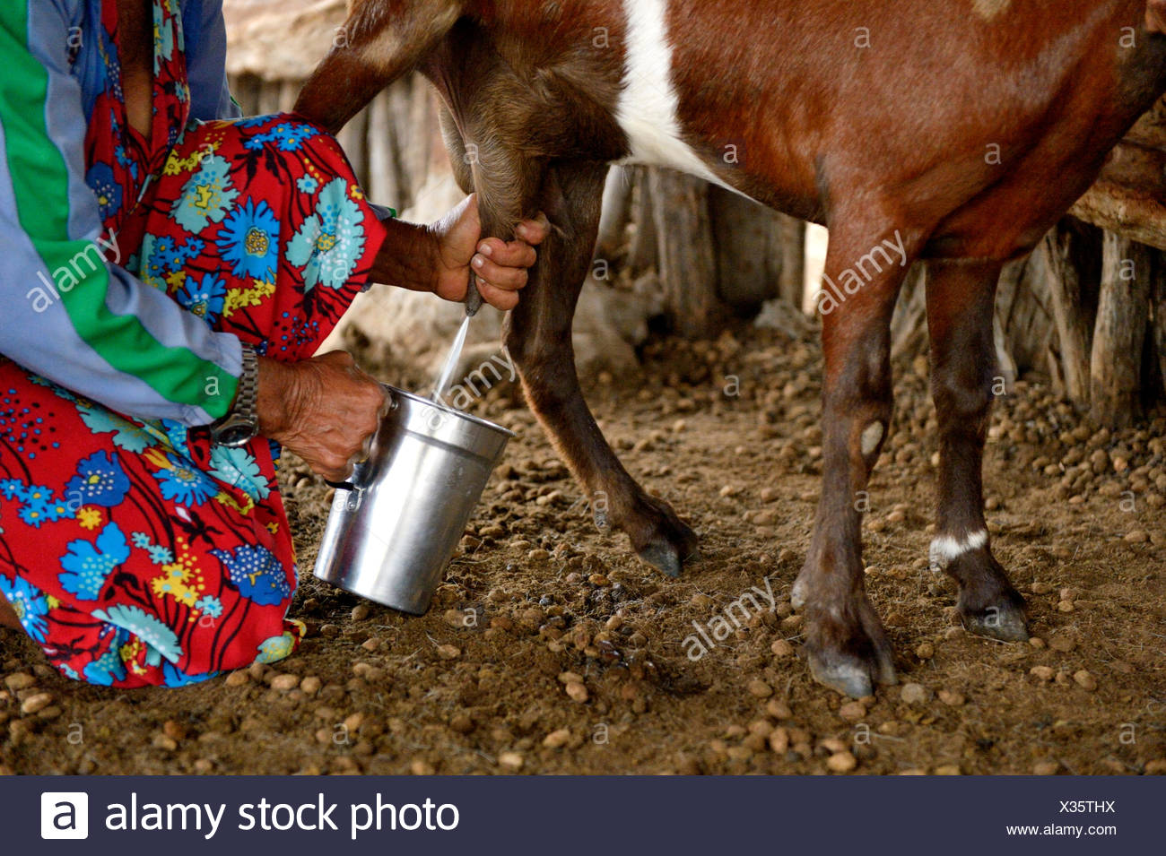 Goat Milking Woman High Resolution Stock Photography and Images - Alamy