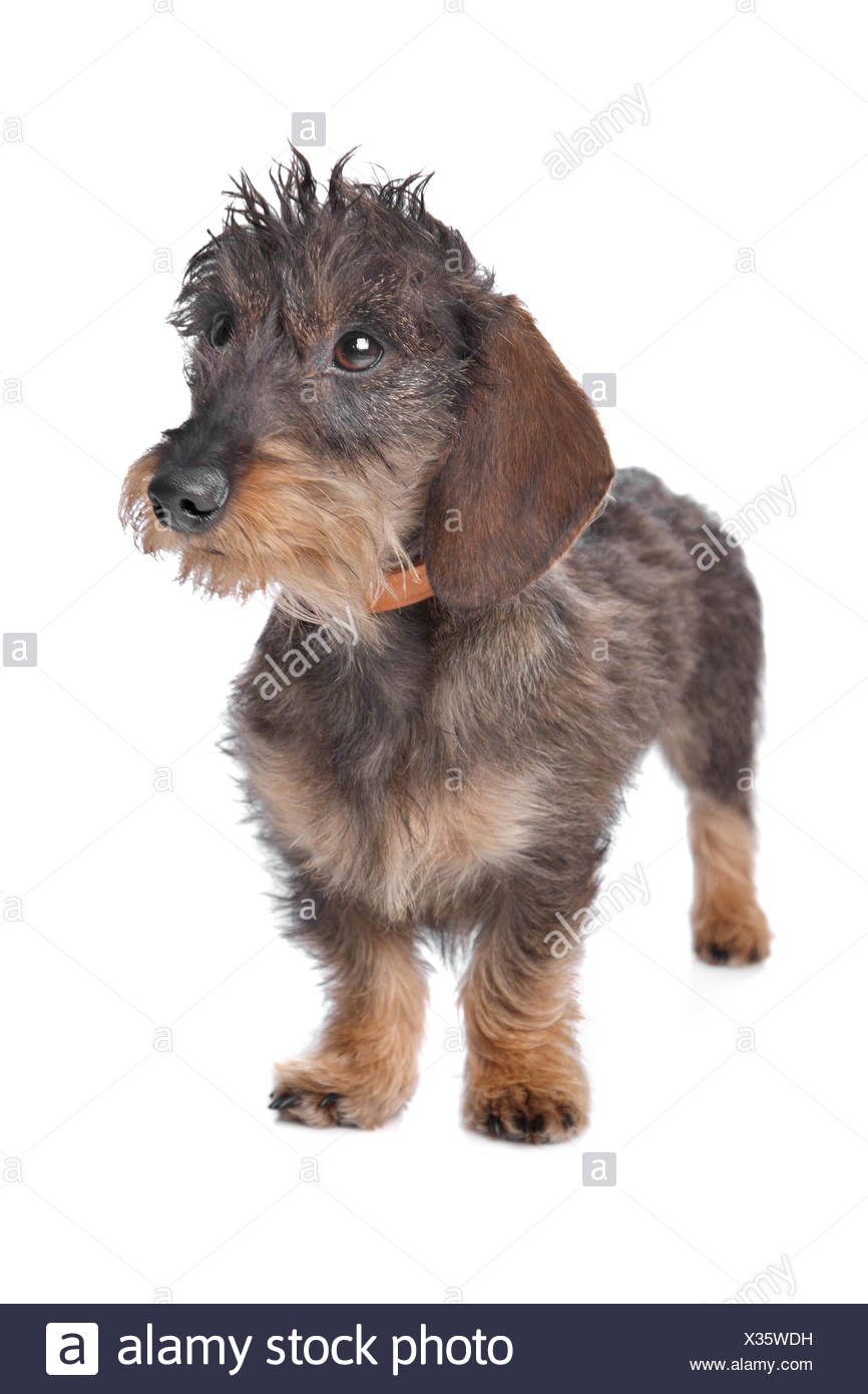 Miniature Wire Haired Dachshund High Resolution Stock Photography and ...
