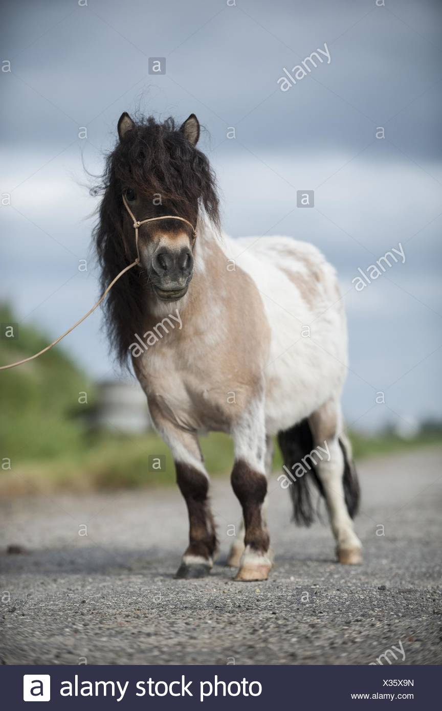 Spotted Shetland Pony High Resolution Stock Photography and Images - Alamy