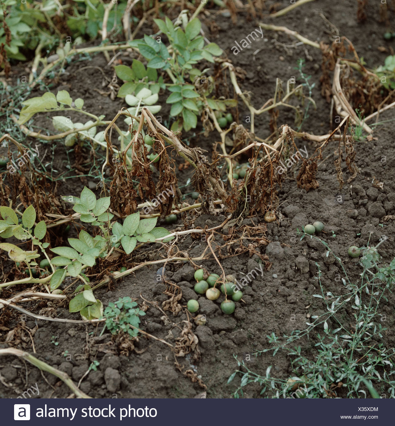 Rostochiensis High Resolution Stock Photography and Images - Alamy