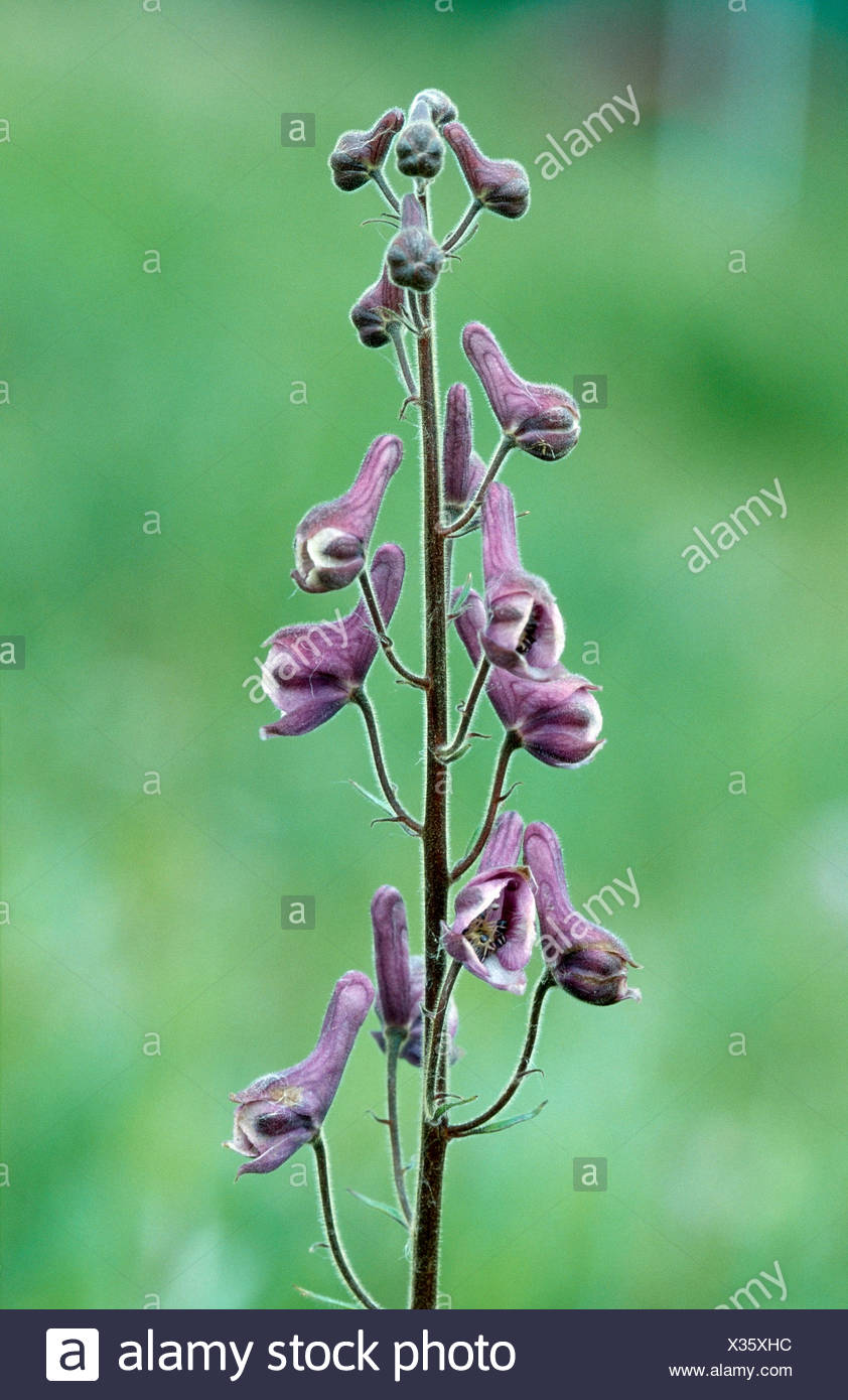 Wolfsbane Stock Photos & Wolfsbane Stock Images - Alamy