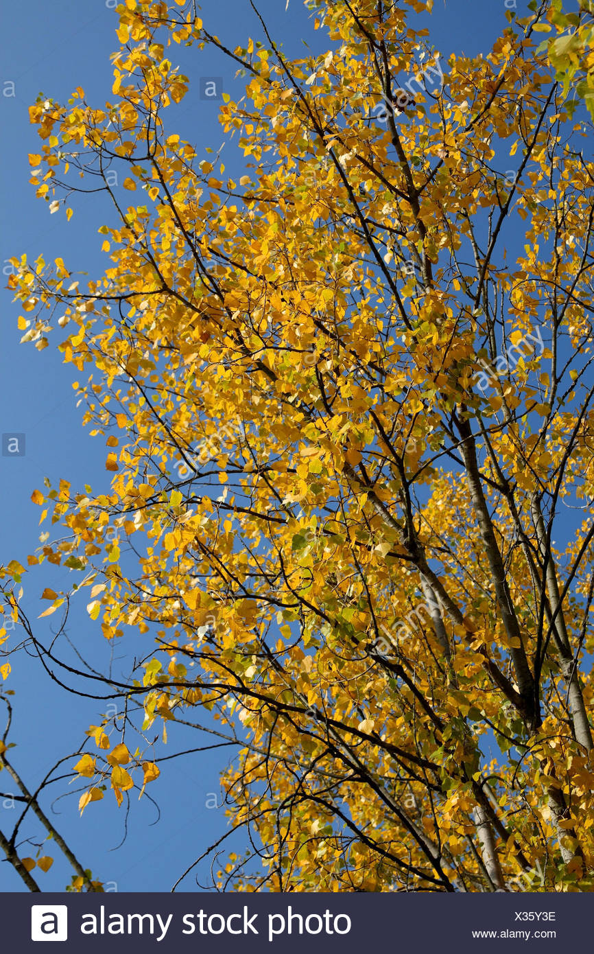 Broad Leaved Tree High Resolution Stock Photography and Images - Alamy