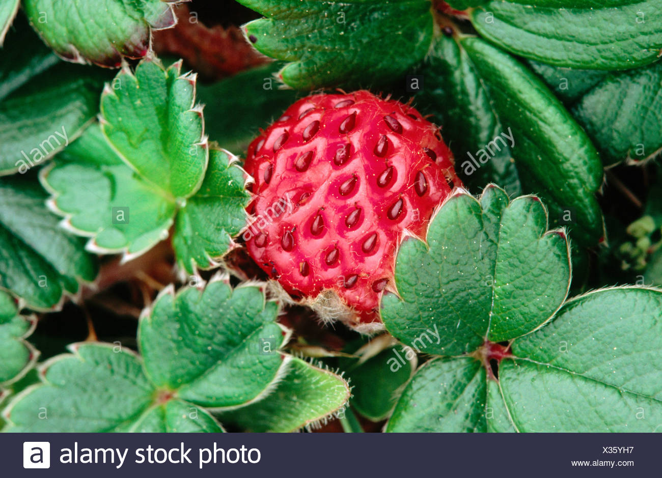 Fragaria Chiloensis Stock Photos & Fragaria Chiloensis Stock Images - Alamy