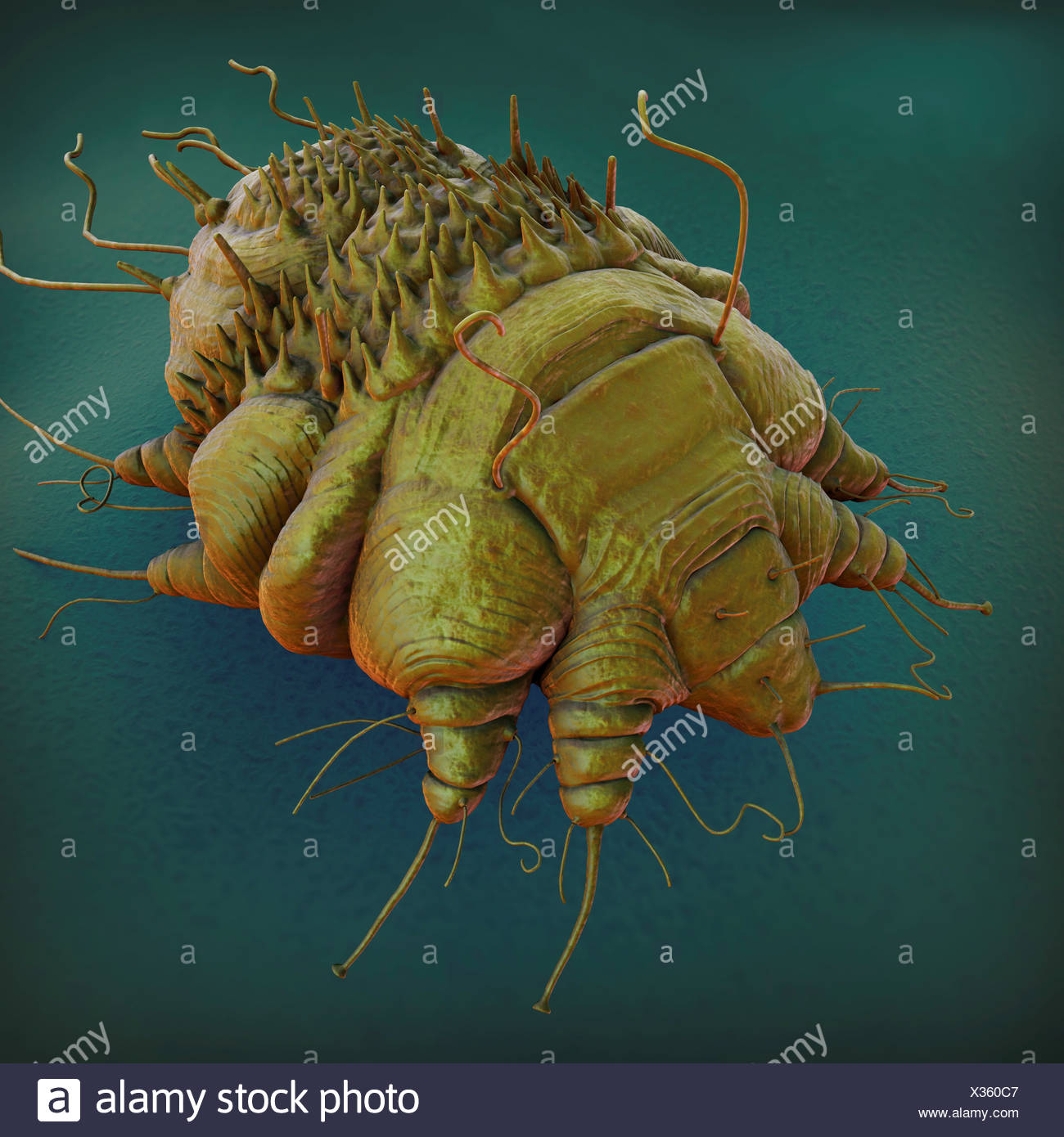 Scabies Mite High Resolution Stock Photography and Images - Alamy