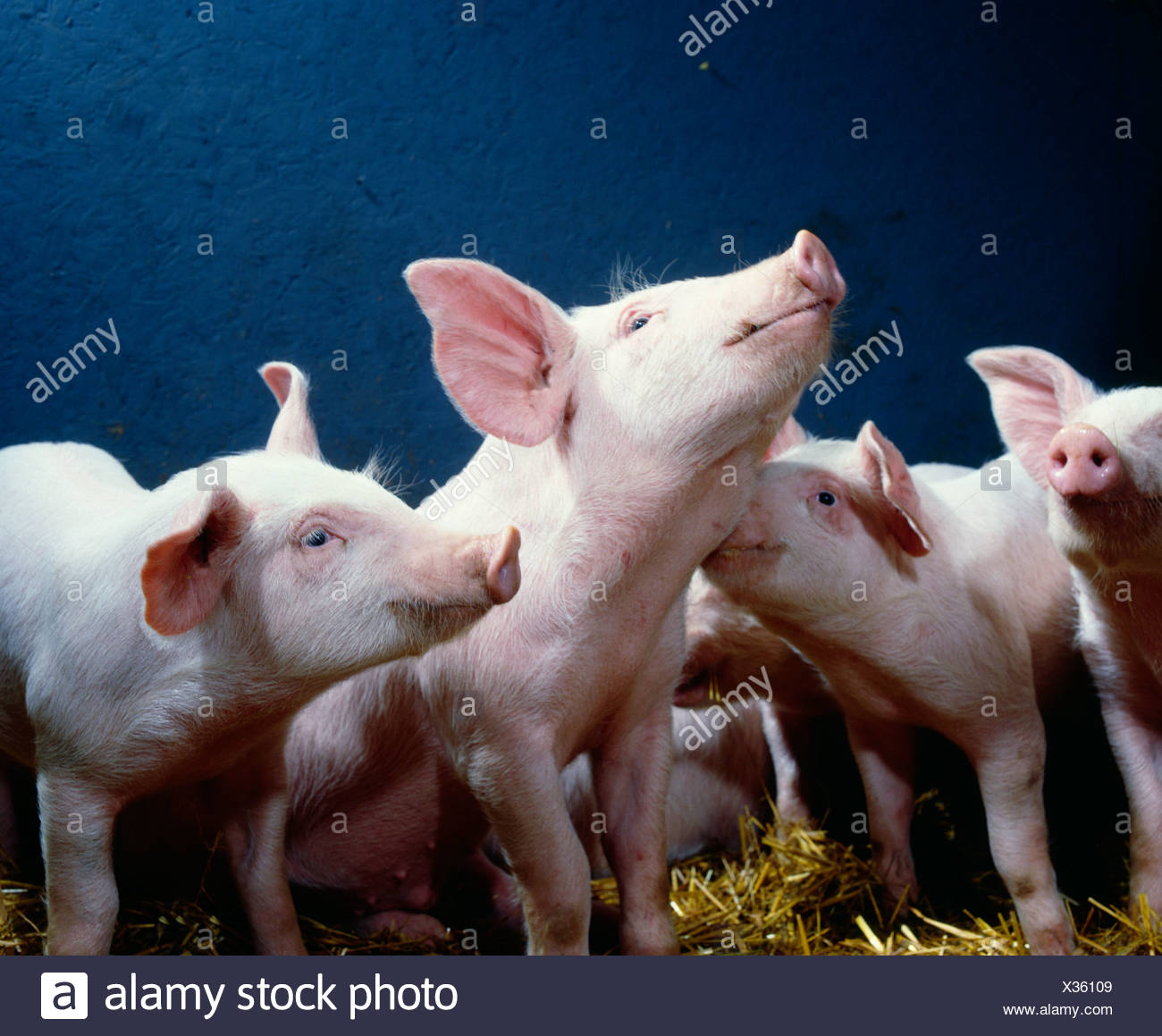 Landrace Pigs High Resolution Stock Photography and Images - Alamy