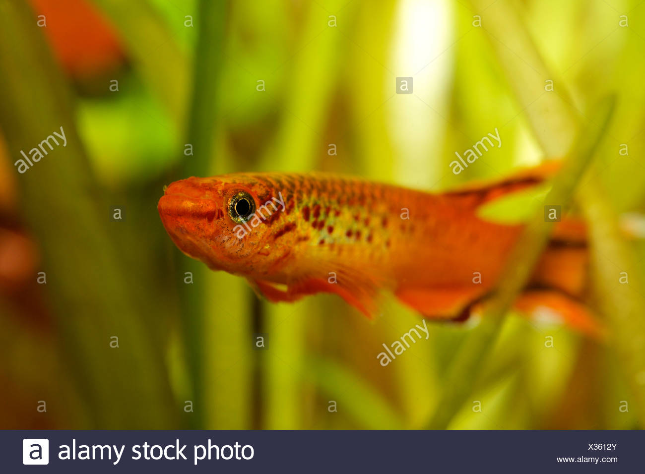 Kap Lopez High Resolution Stock Photography and Images - Alamy