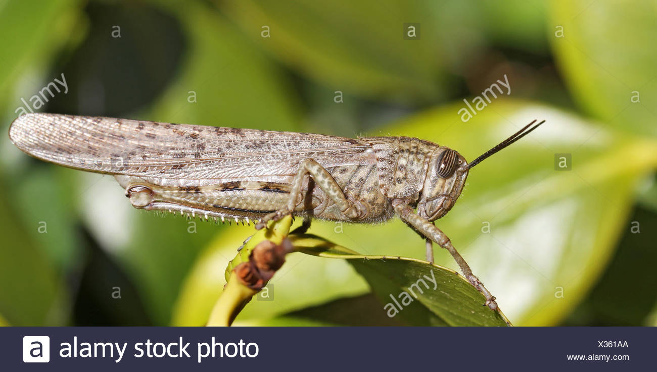 Flying Grasshopper Stock Photos & Flying Grasshopper Stock Images - Alamy