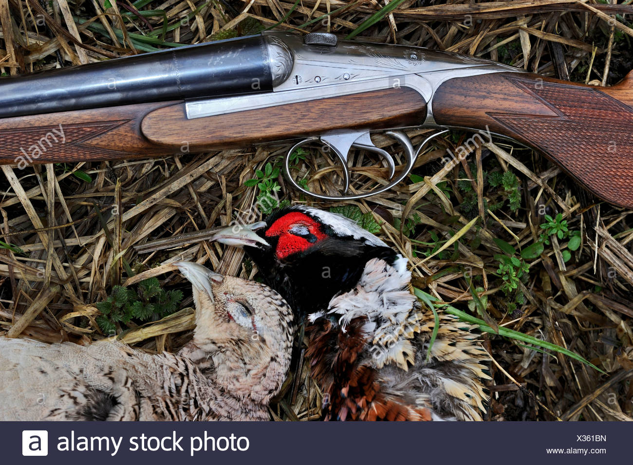 Dead Pheasants High Resolution Stock Photography and Images - Alamy