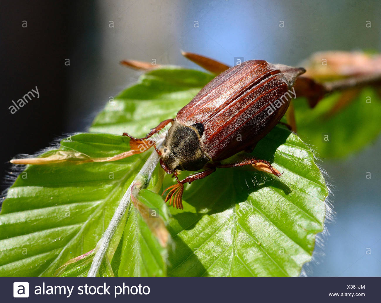 Europe Beetles High Resolution Stock Photography and Images - Alamy