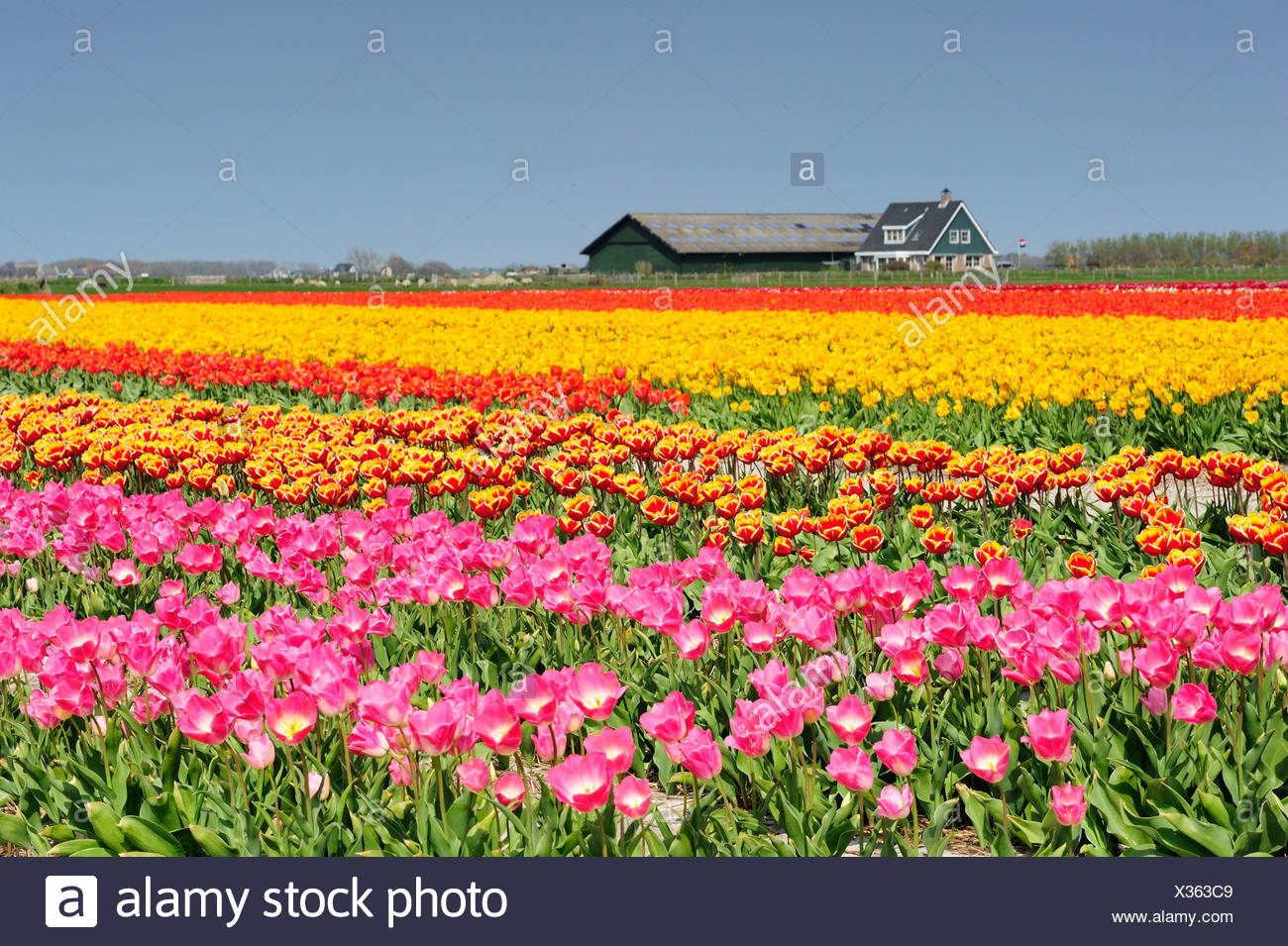 Conventional Flower High Resolution Stock Photography and Images - Alamy
