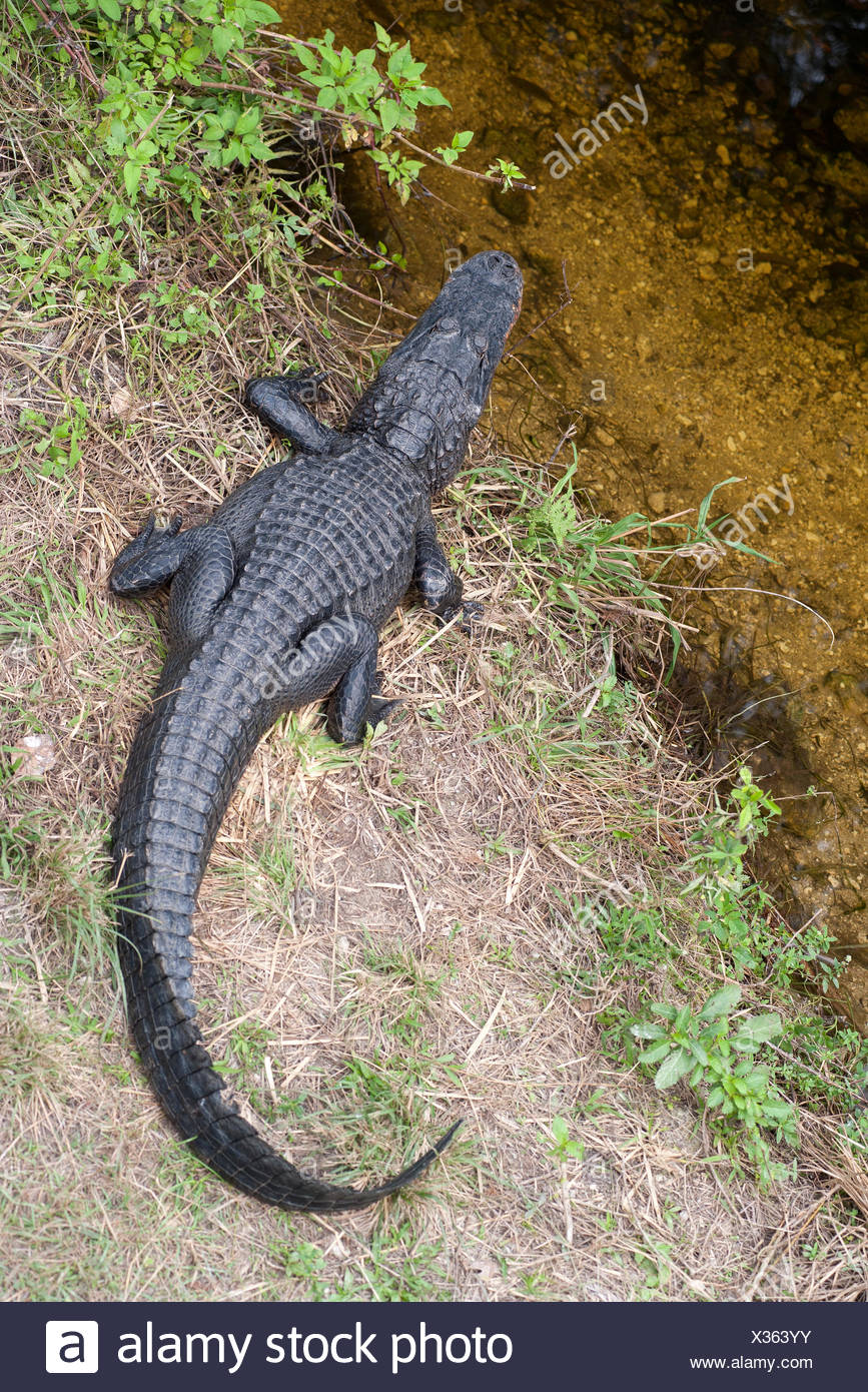 Crocodile Overhead View Stock Photos & Crocodile Overhead View Stock ...