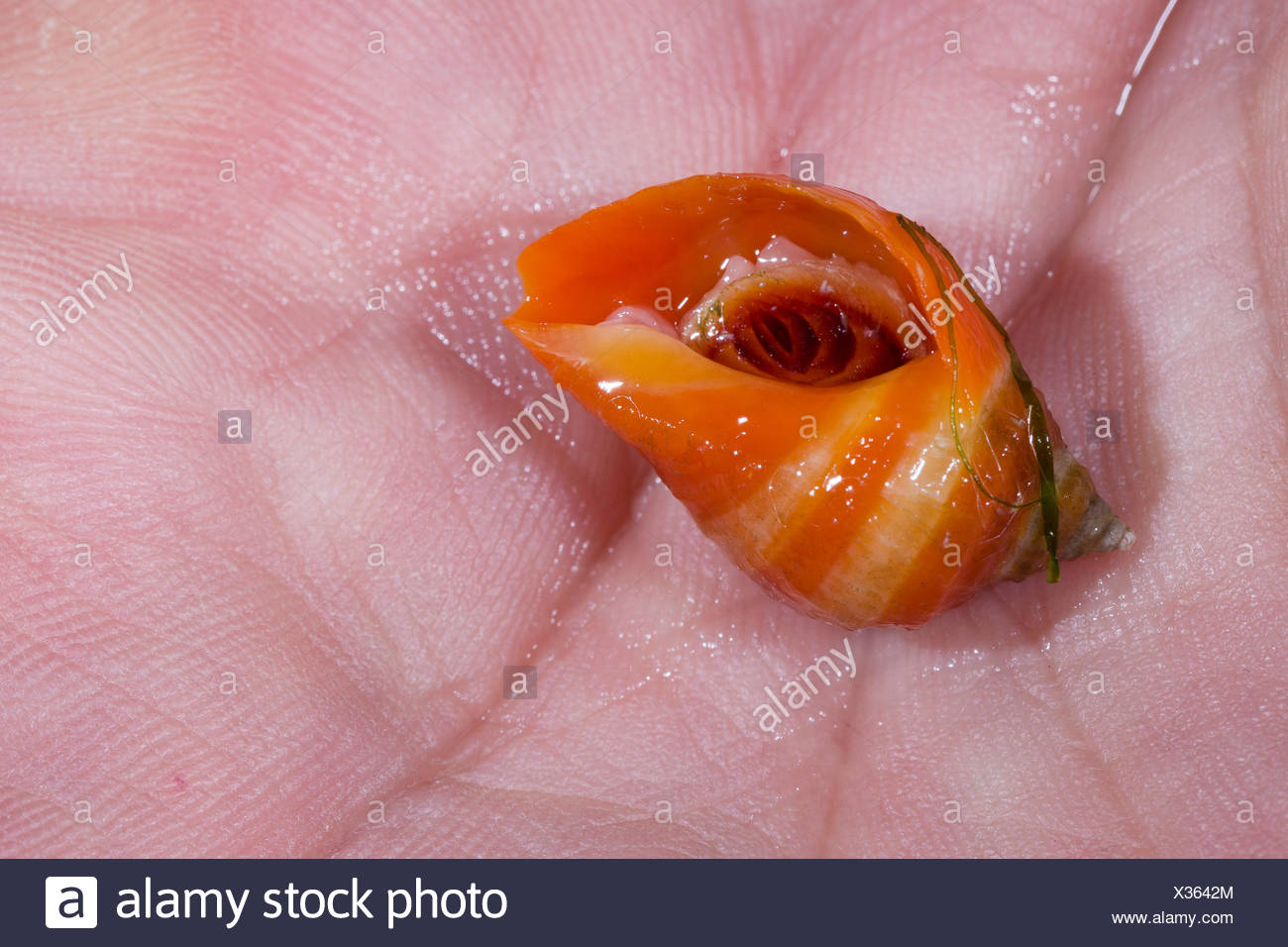 Dog Whelks Stock Photos & Dog Whelks Stock Images - Alamy