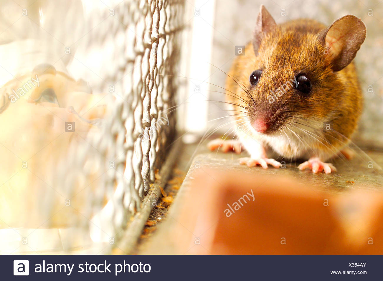 Mice Cages High Resolution Stock Photography and Images - Alamy