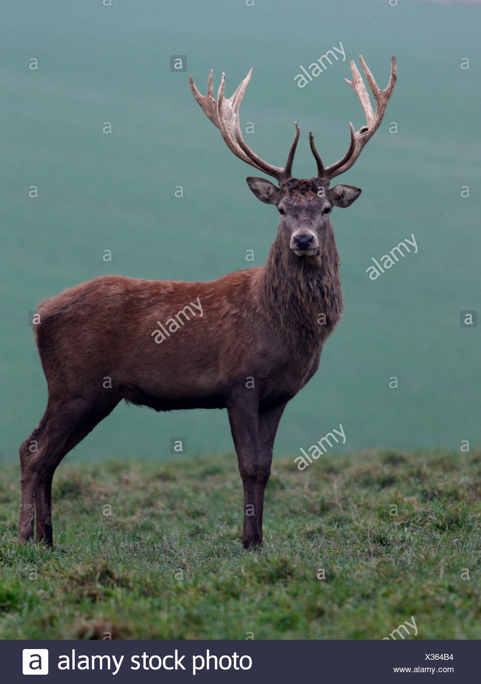 Large Stag High Resolution Stock Photography and Images - Alamy