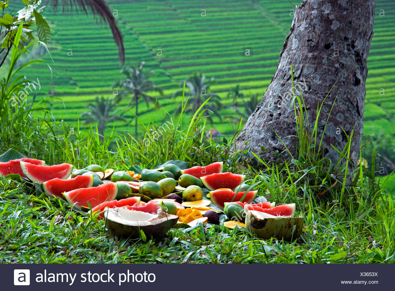 Paddy Melon Stock Photos & Paddy Melon Stock Images - Alamy