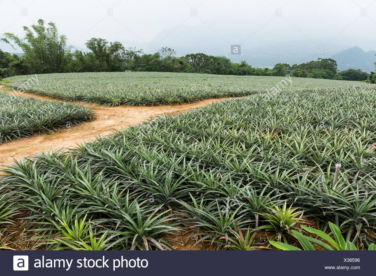 Pineapple Field Taiwan Stock Photos & Pineapple Field Taiwan Stock ...