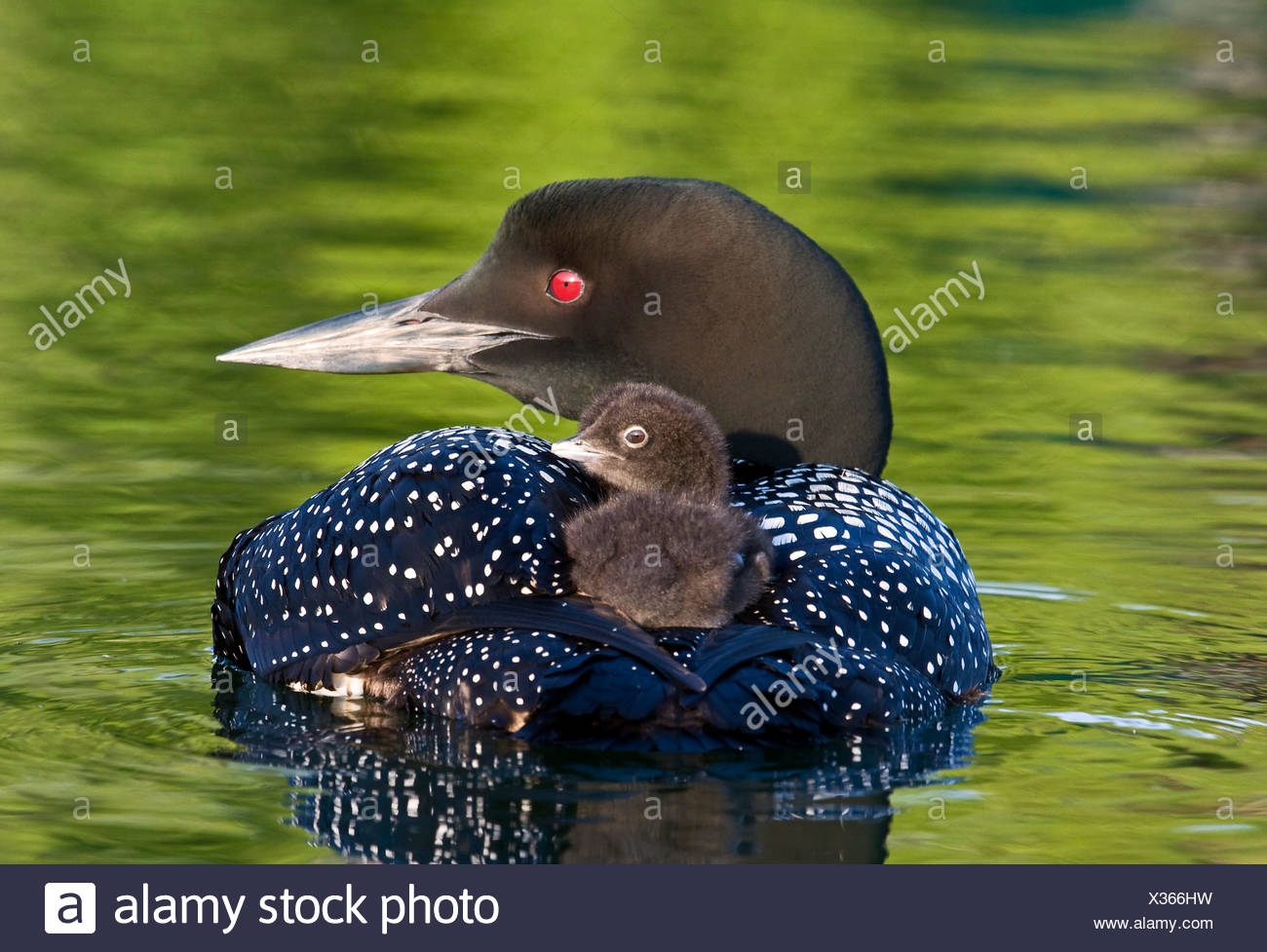 Baby Loon Stock Photos & Baby Loon Stock Images - Alamy