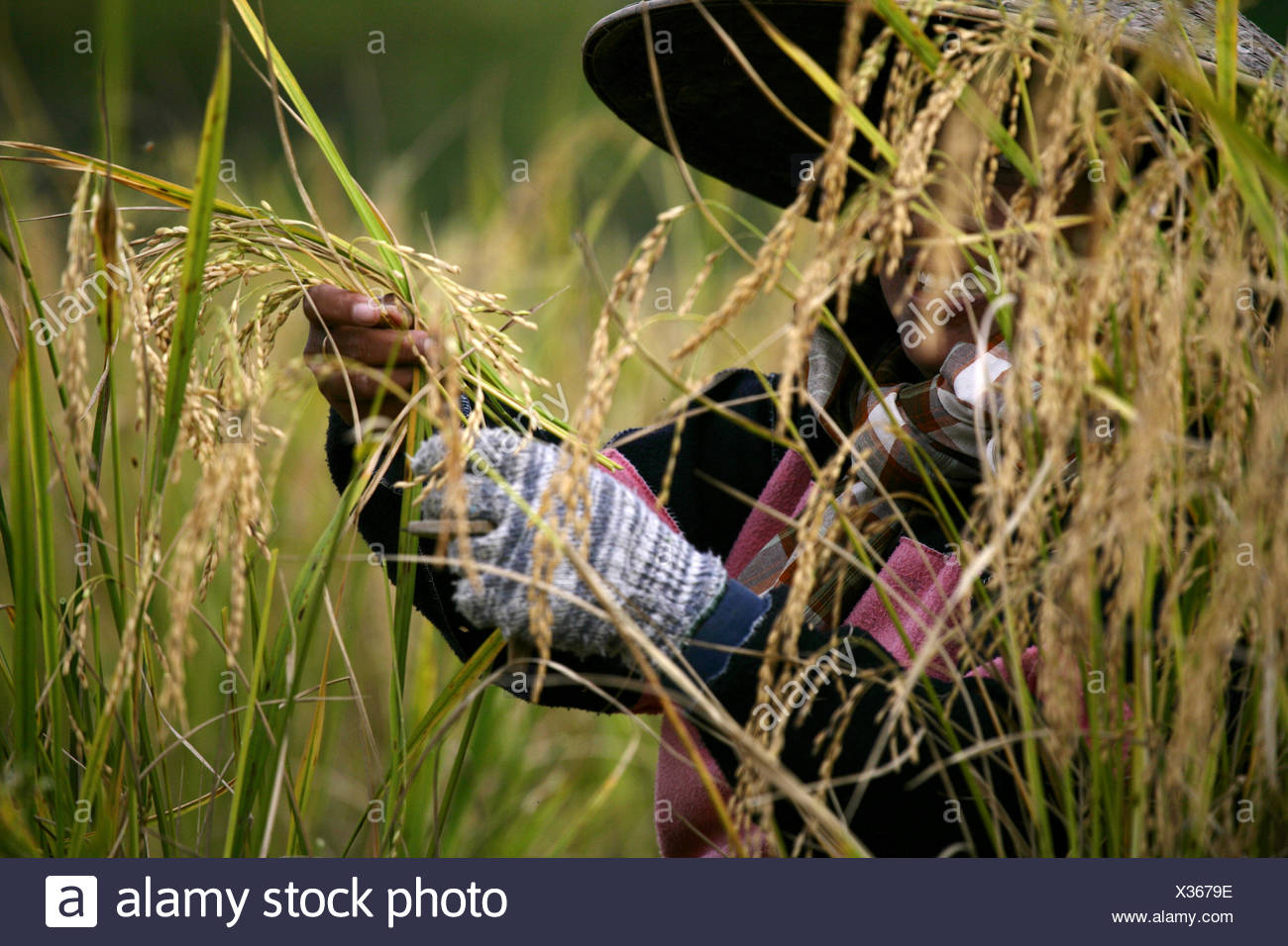 Indonesian Farmer High Resolution Stock Photography and Images - Alamy