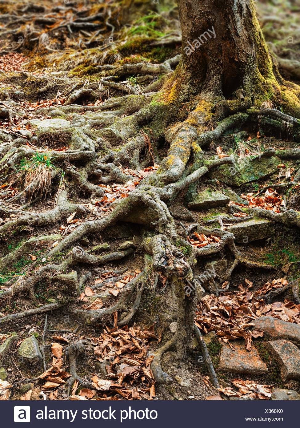 Root System High Resolution Stock Photography and Images - Alamy
