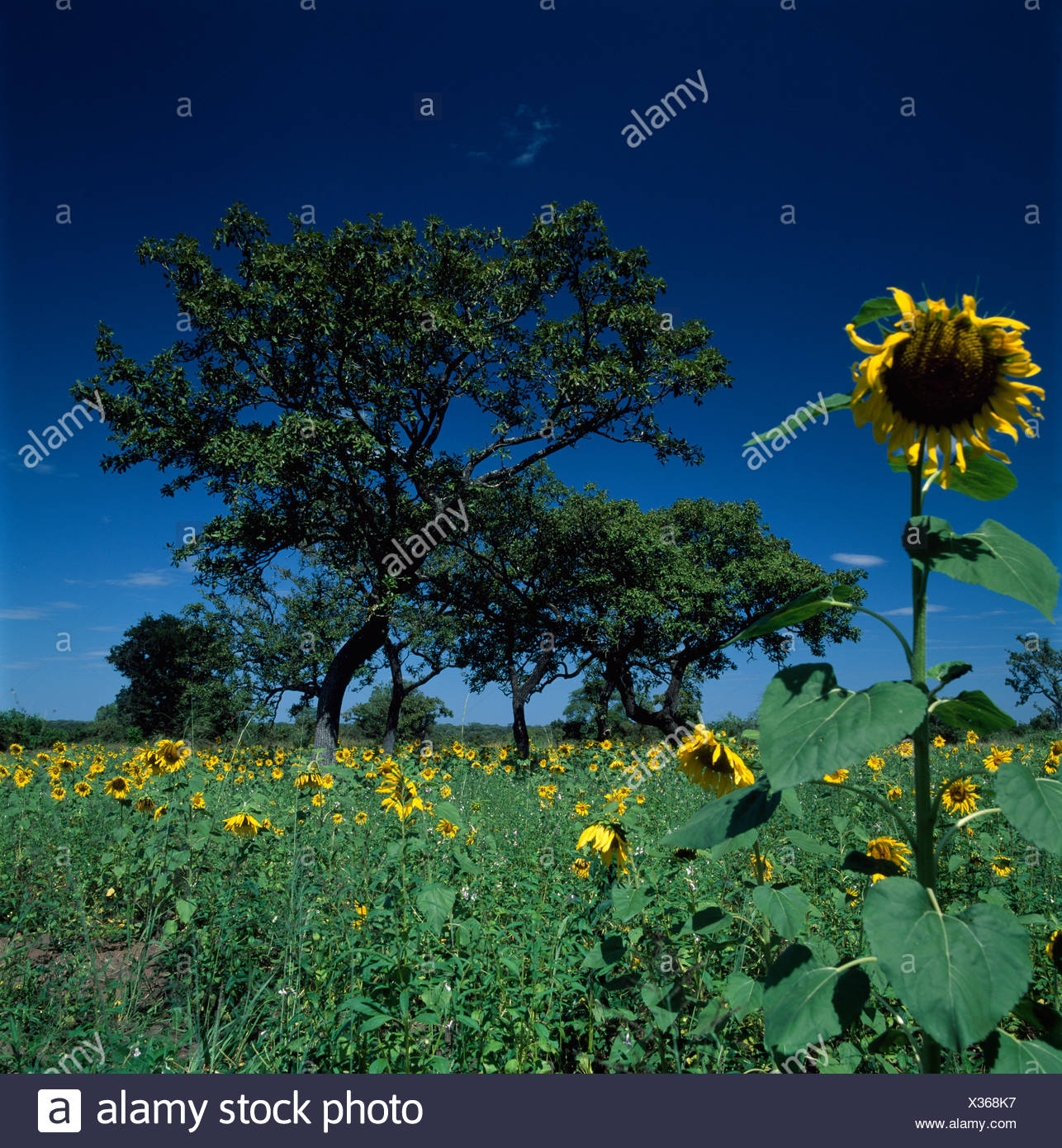 Intercropping Stock Photos & Intercropping Stock Images - Alamy